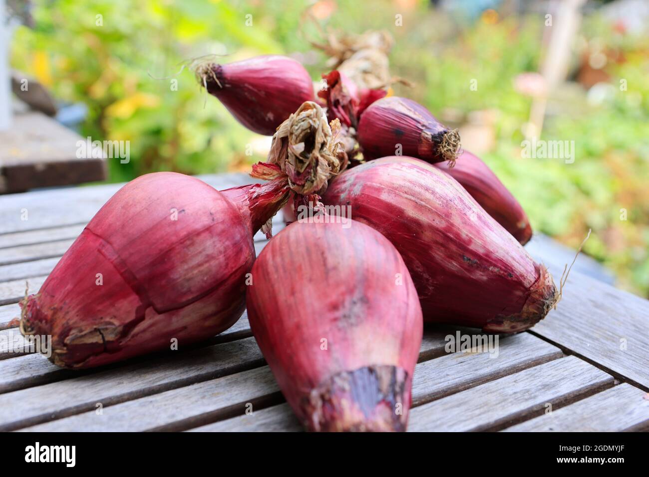 A bunch of Italian red tropea onions Stock Photo - Alamy