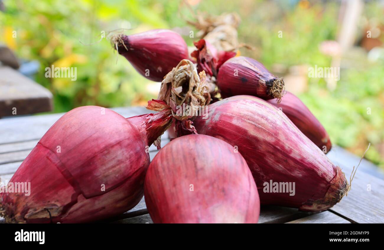 Typical tropea red onions hi-res stock photography and images - Alamy