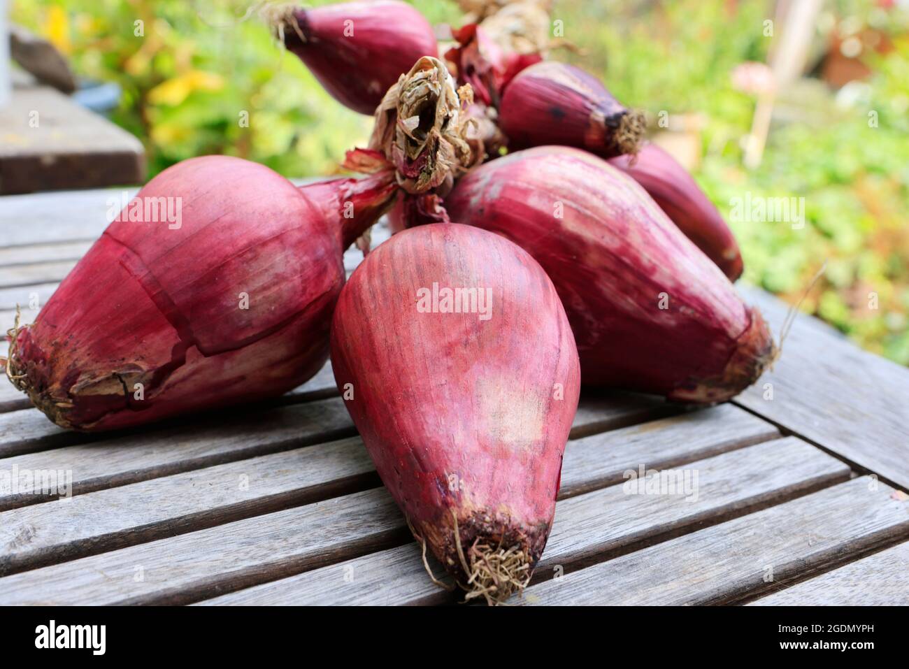 A bunch of Italian red tropea onions Stock Photo - Alamy