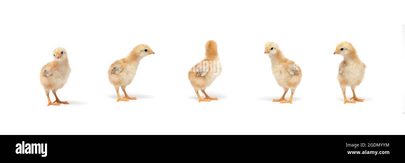 Isolated Little Rhode Island Red baby chicken team stand in a row on ...
