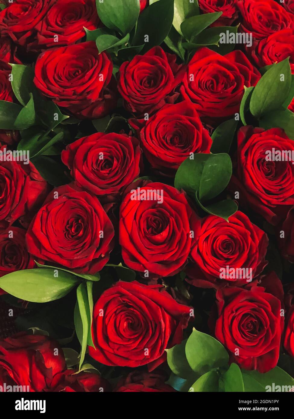 bouquet of red roses close isolated Stock Photo - Alamy