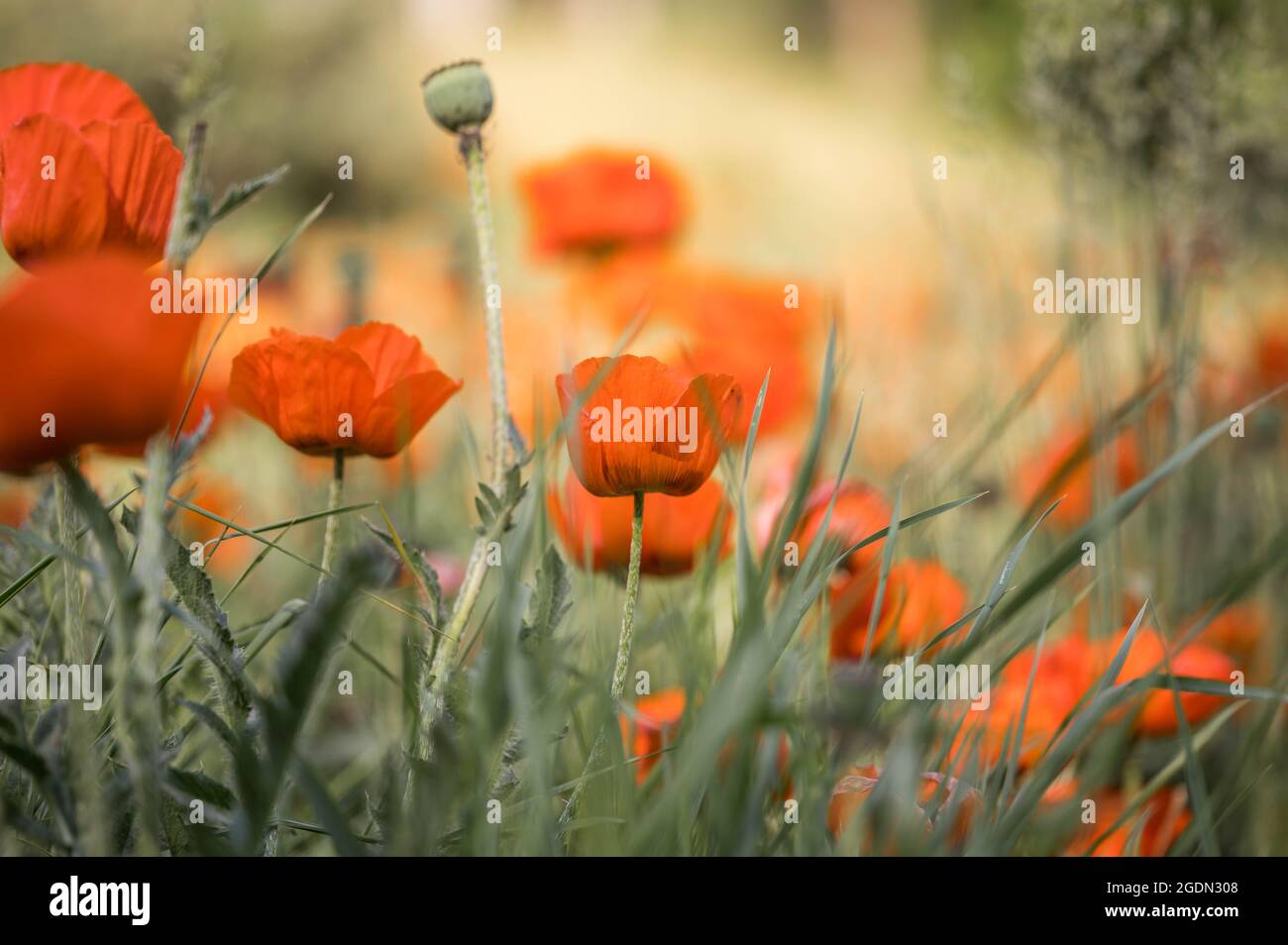 Orange poppies in a field Stock Photo - Alamy