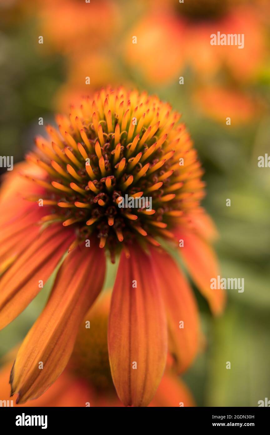 Macro photo of orange coneflower with creamy bokeh Stock Photo - Alamy