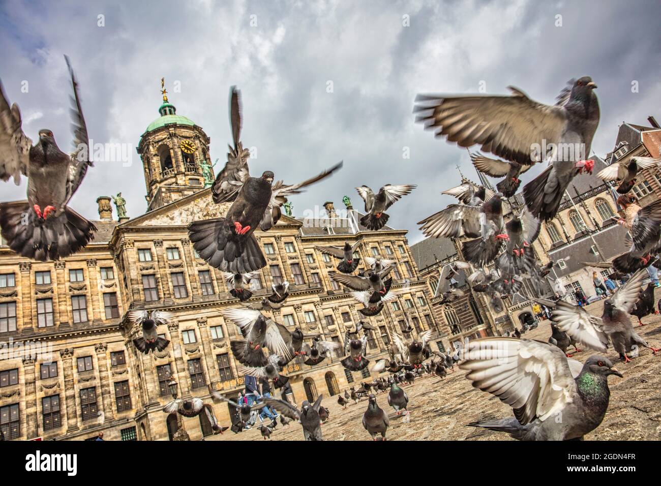 The Netherlands, Amsterdam, Dam Square, Royal Palace. Pigeons flying ...