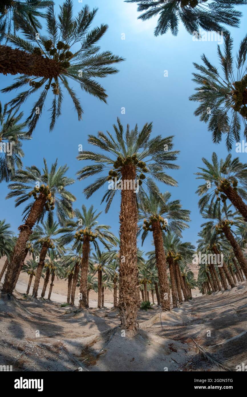Date palm tree israel hi-res stock photography and images - Alamy