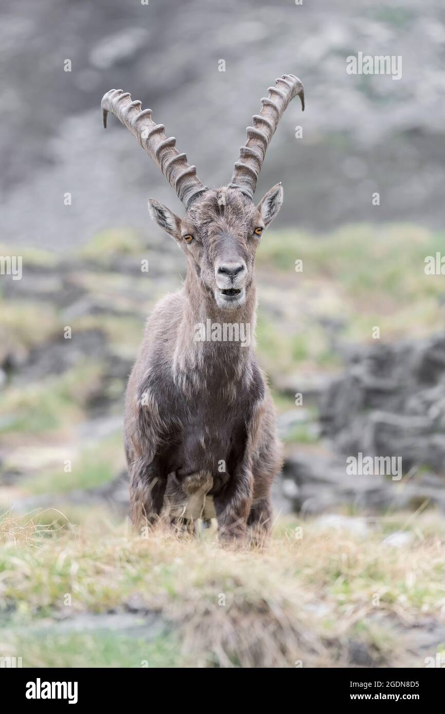 Face beautiful beast alpine hi-res stock photography and images - Alamy