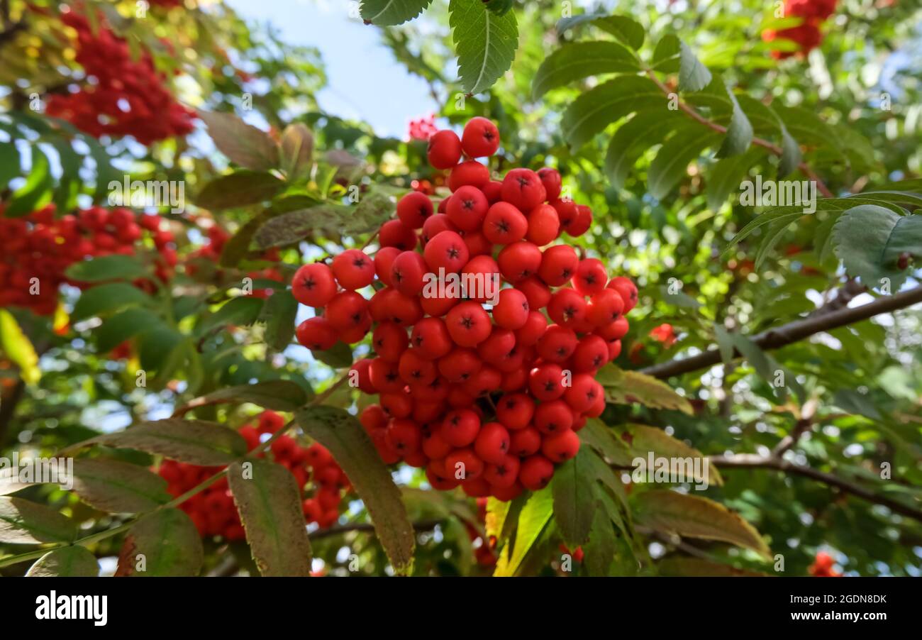 Rowan tree brunch with red ripe berries against the blue sky, autumn ...