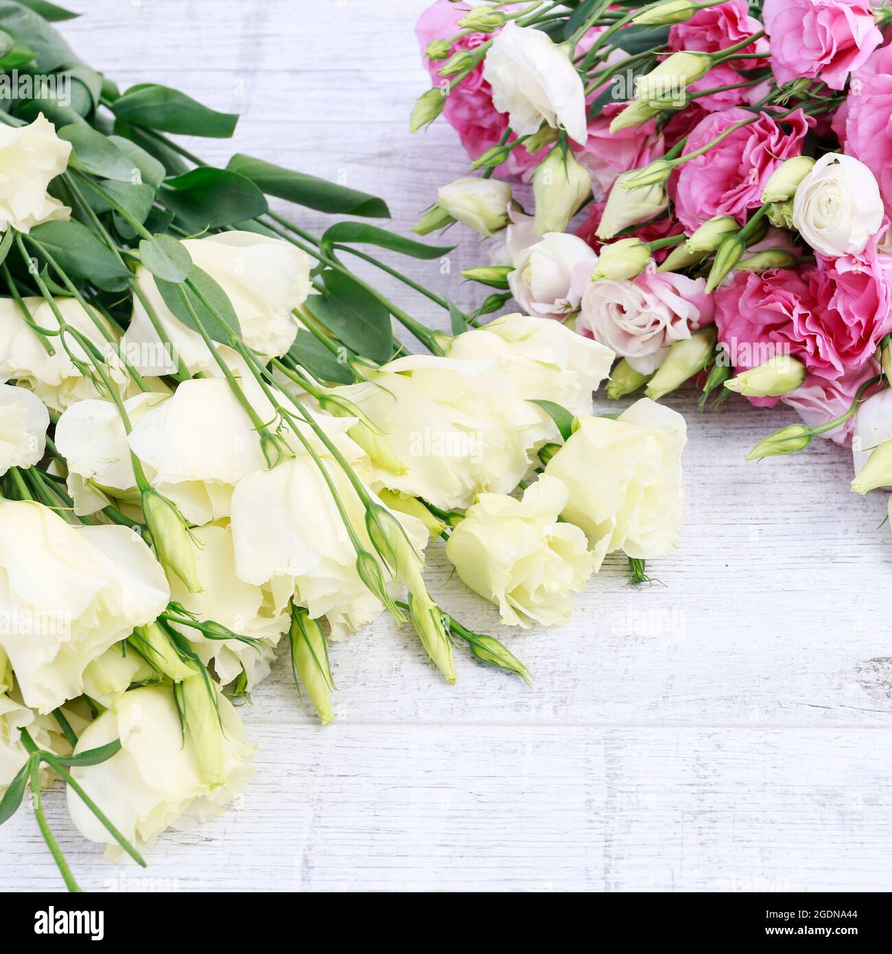 Pink and yellow eustoma (lisianthus) flowers on white wooden table ...