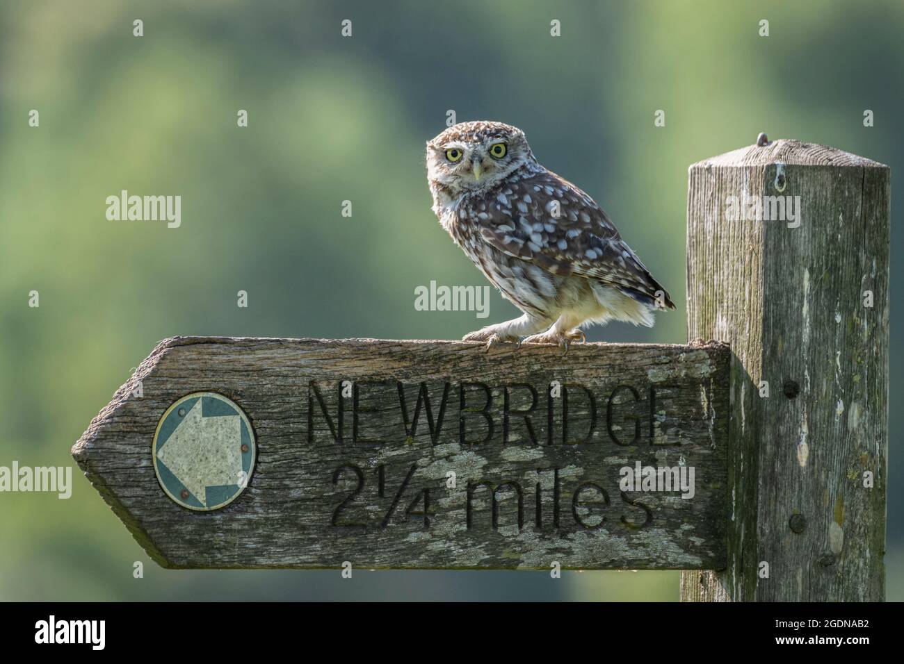 Little Owl Looking at Camera Stock Photo - Alamy