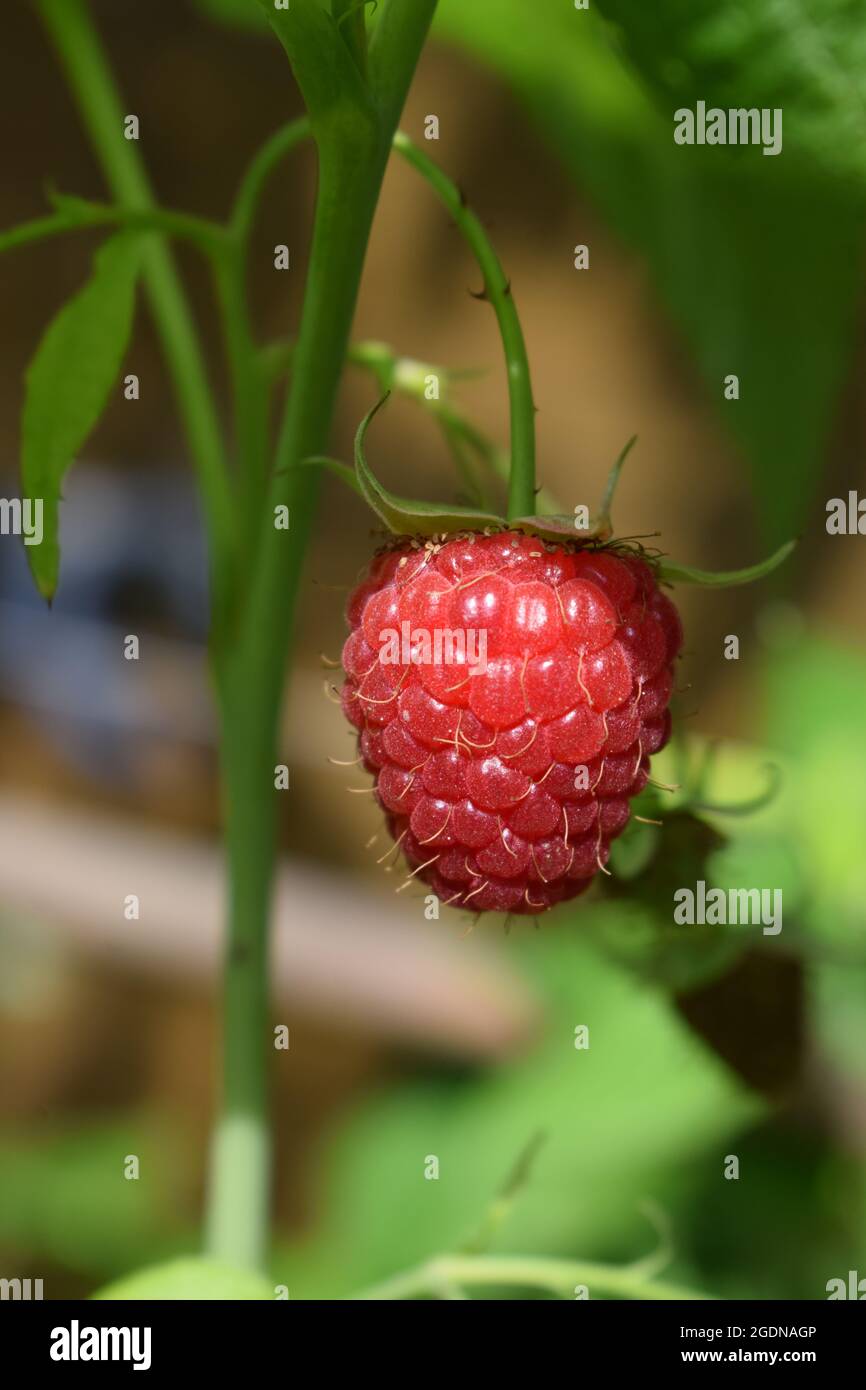 Gardenfruit hi-res stock photography and images - Alamy