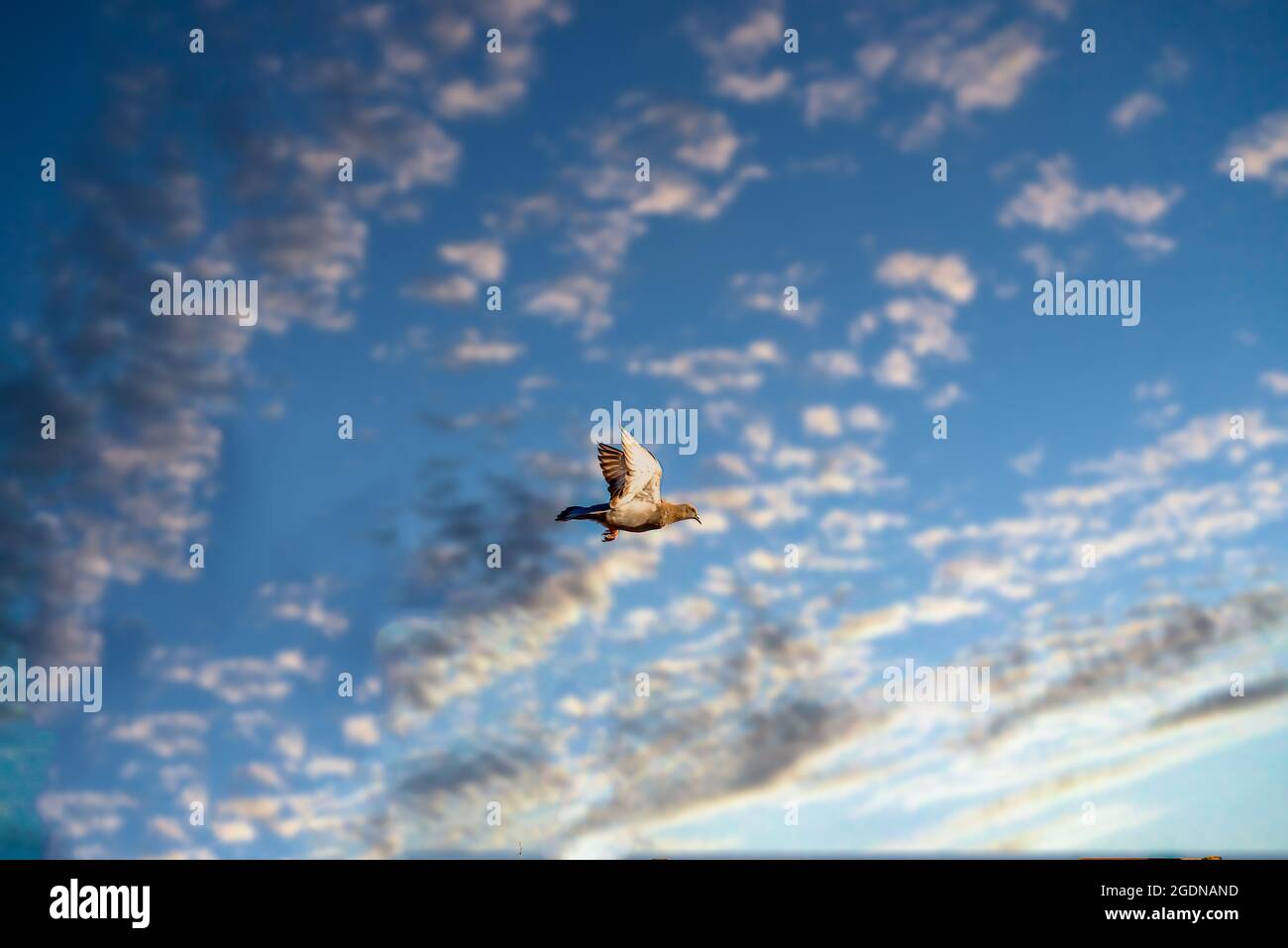 Freedom - Chains That Transform Into Birds - Charge Concept Stock Photo ...