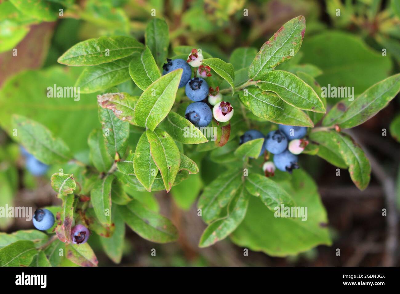 Canadian wild blueberries hi-res stock photography and images - Alamy