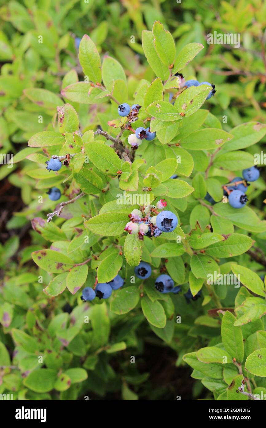 Delicious and healthy Wild blueberries in a fiel growing among the ...