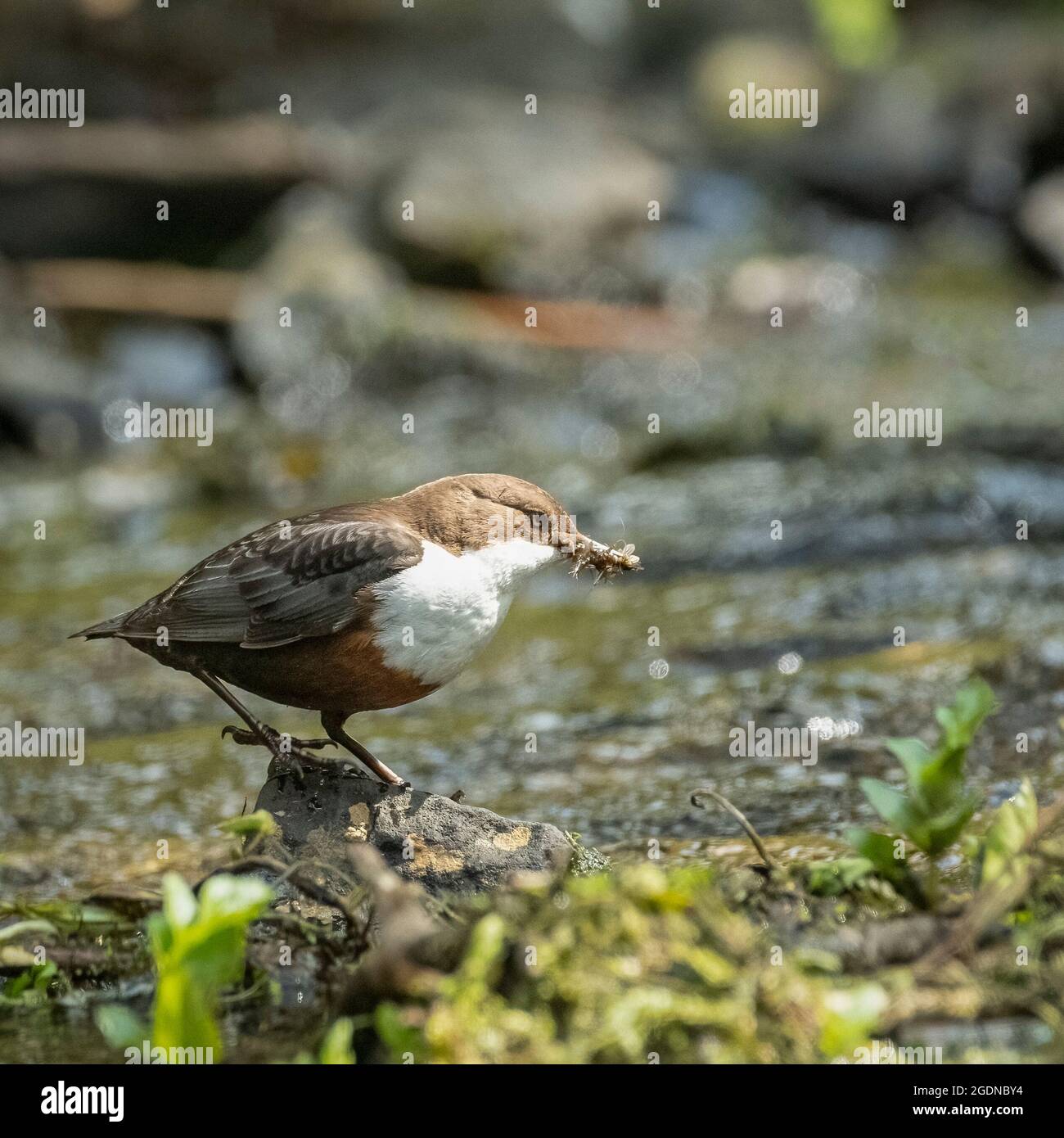 Stream insects hi-res stock photography and images - Alamy
