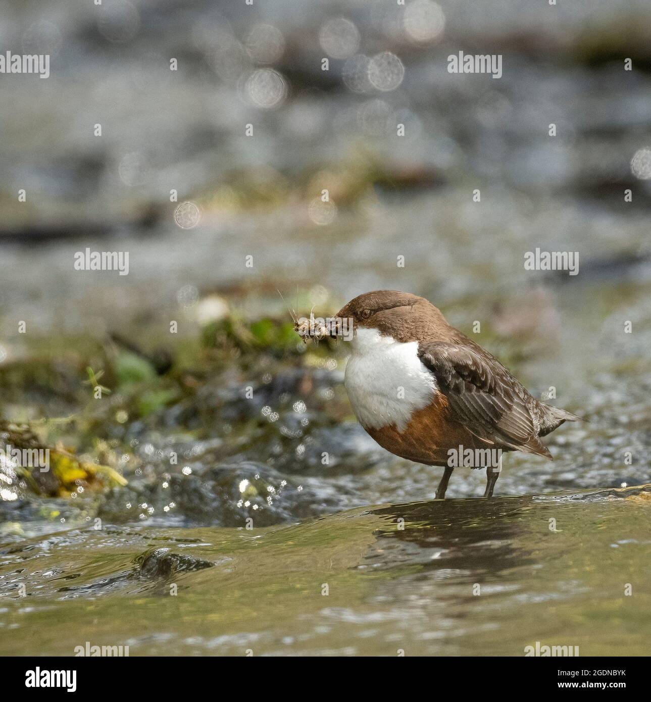 Dipper Catching Insects in River Stock Photo - Alamy