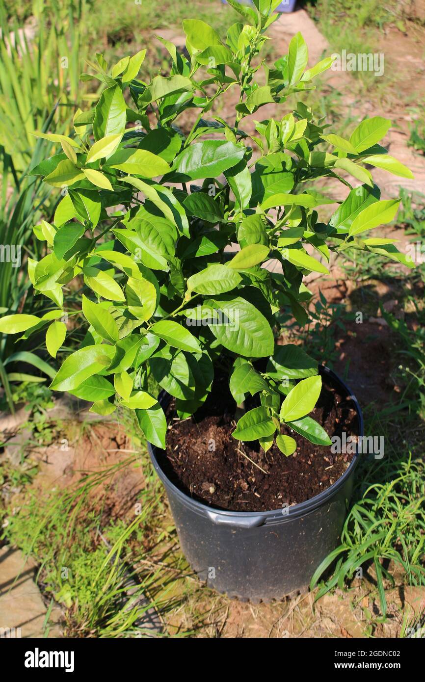 Young citrus trees in hi-res stock photography and images - Alamy