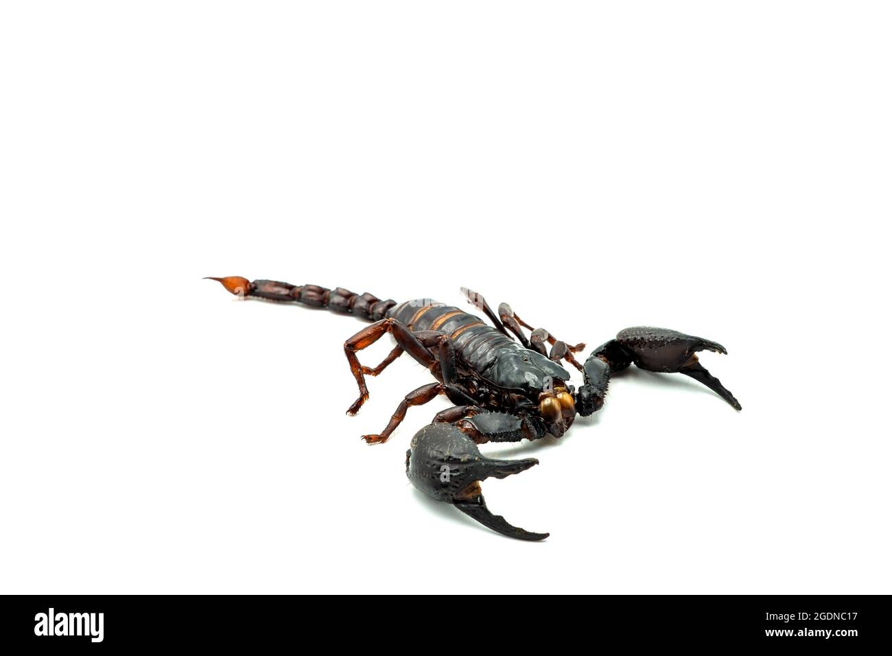 Closeup shot of a plastic scorpion isolated on white background Stock ...