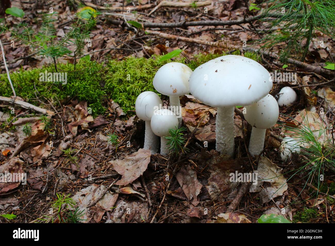White Amanita verna mushrooms growing in the forest in New Brunswick ...
