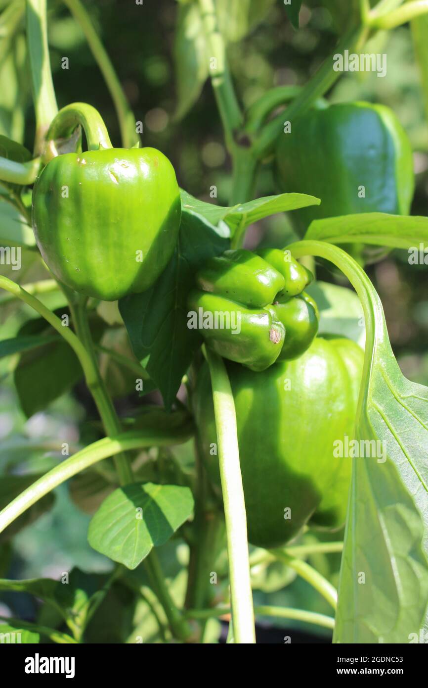 Small young green Peppers growing in a container garden Stock Photo - Alamy