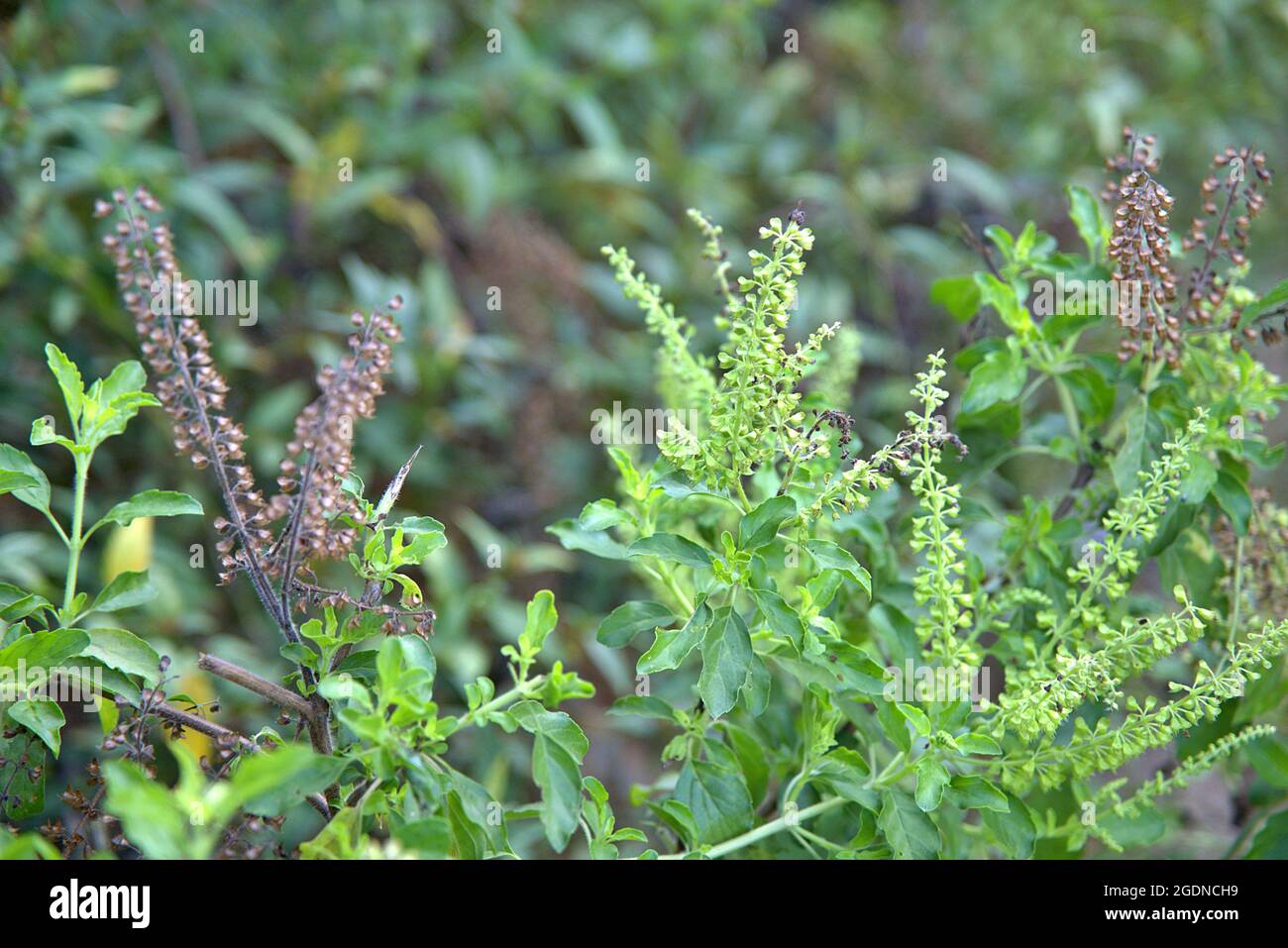 Fresh basil plant tree on nature background , Asian thai green basil ...