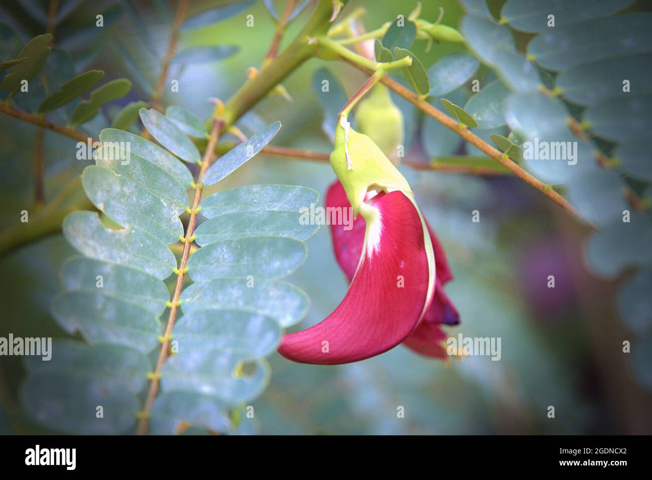 Sesbania grandiflora hi-res stock photography and images - Alamy