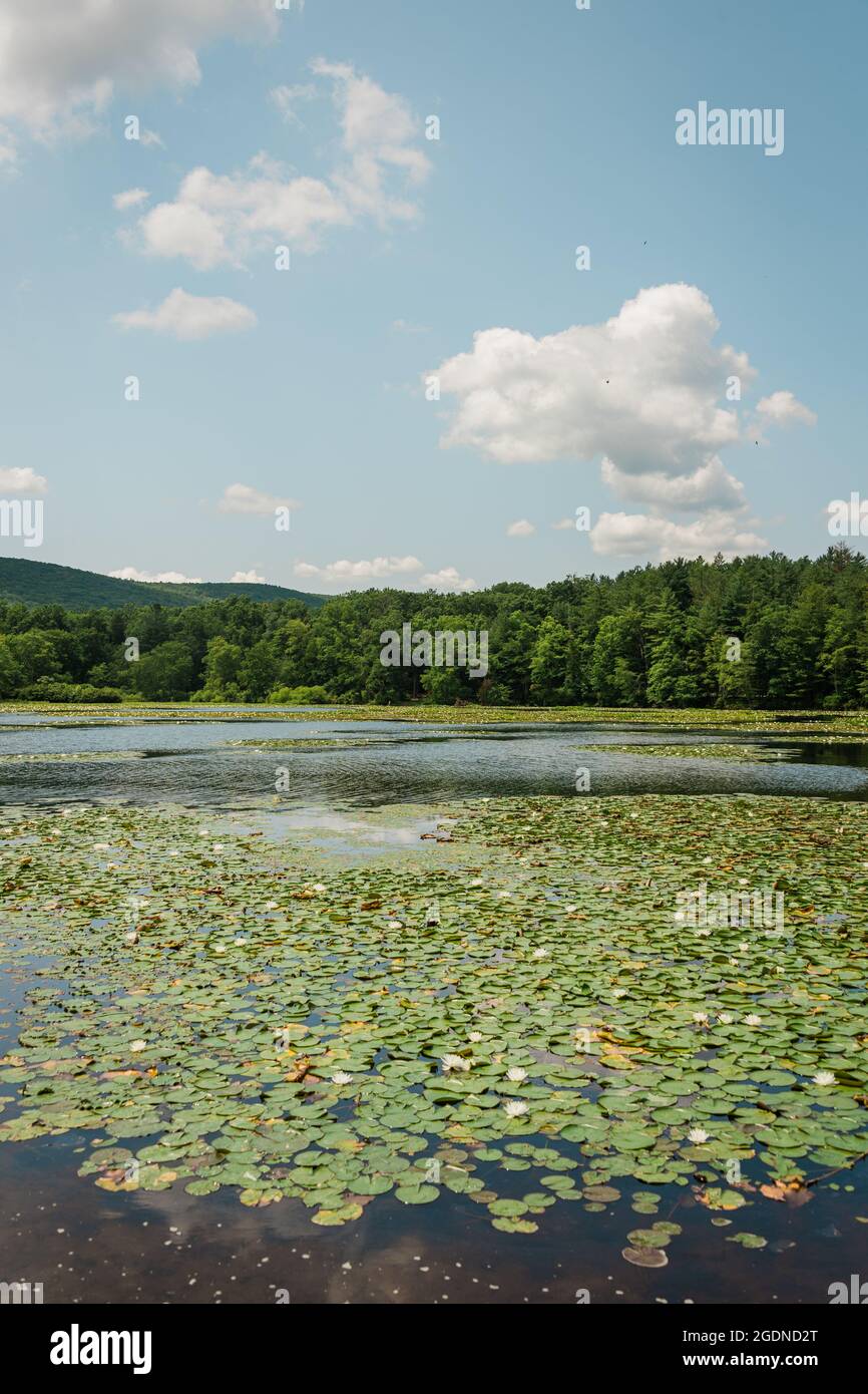 Laurel Lake, at Pine Grove Furnace State Park, in Pennsylvania Stock ...