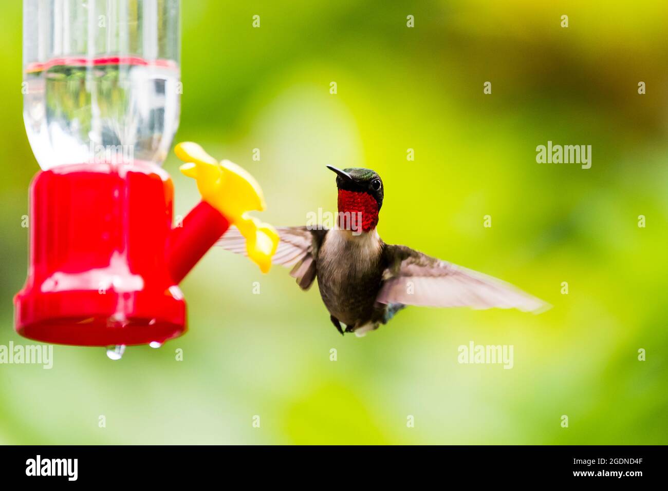 Ruby-throated hummingbird hovering next to feeder, looking at camera ...