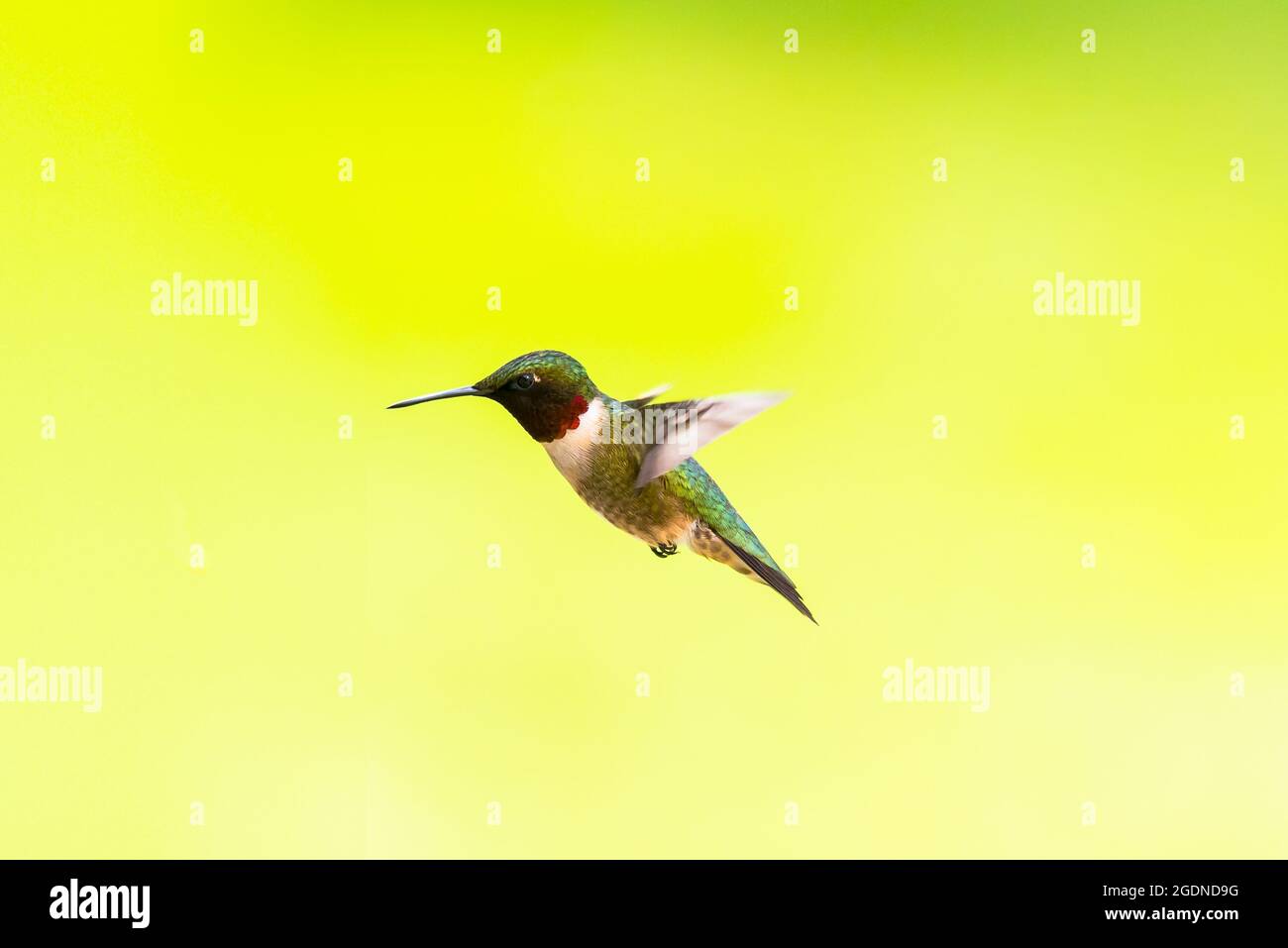 Male Ruby-throated hummingbird hovering against muted yellow background ...