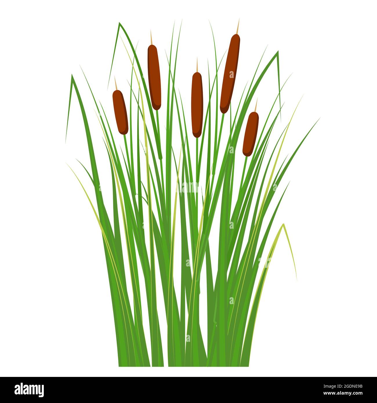 Marsh Grass Clipart