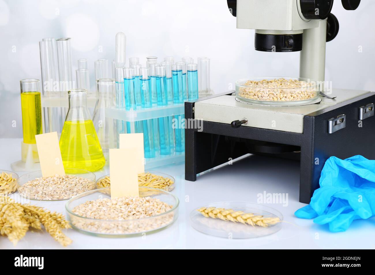 Microbiological testing for food quality at biochemistry laboratory ...