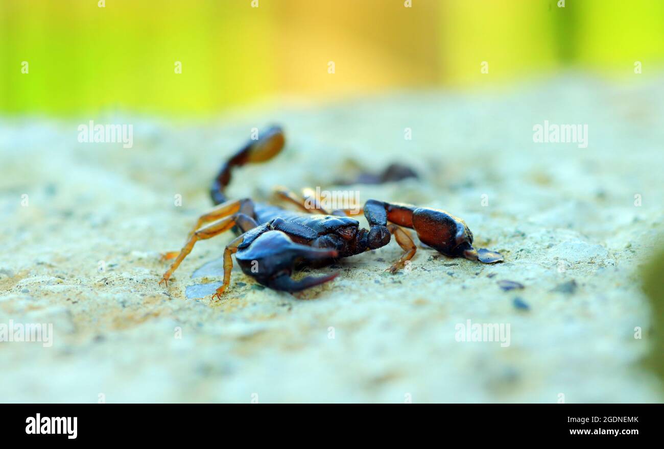 European yellow tailed scorpion - Euscorpius flavicaudis Stock Photo ...