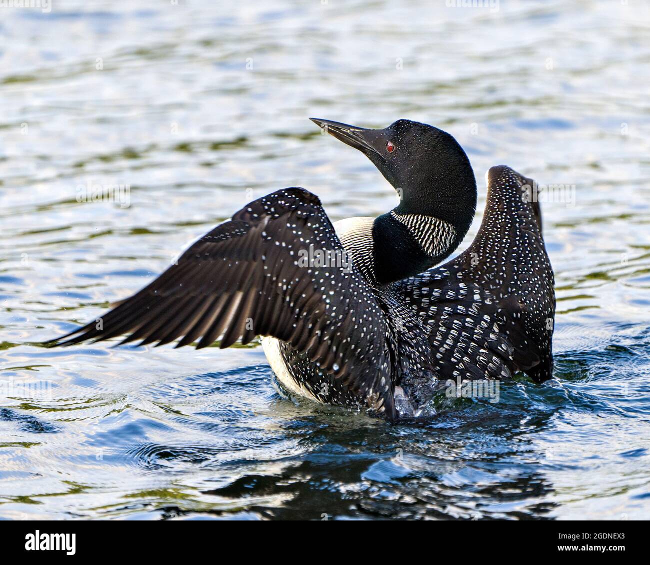 Common Loon close-up profile view with spread wings in its wetland ...
