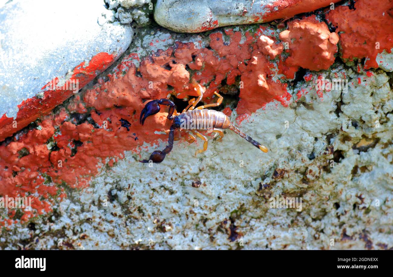 European yellow tailed scorpion - Euscorpius flavicaudis Stock Photo ...