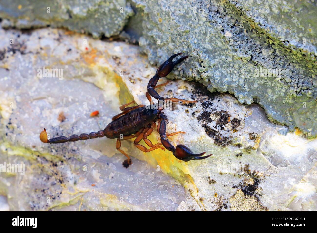 European yellow tailed scorpion - Euscorpius flavicaudis Stock Photo ...