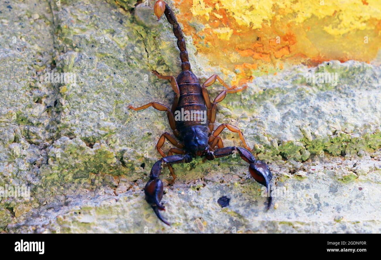 European yellow tailed scorpion - Euscorpius flavicaudis Stock Photo ...