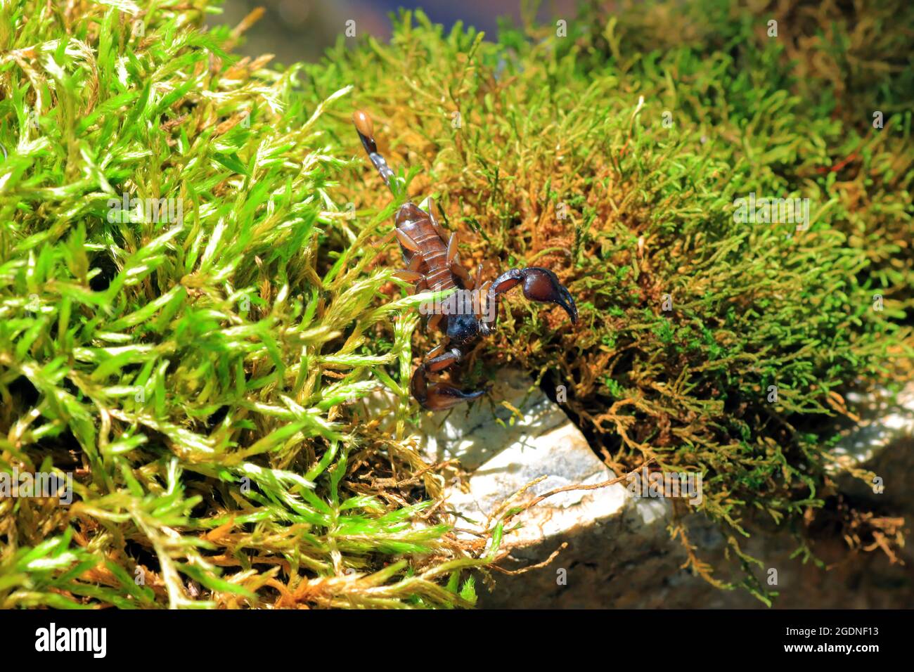 European yellow tailed scorpion - Euscorpius flavicaudis Stock Photo ...