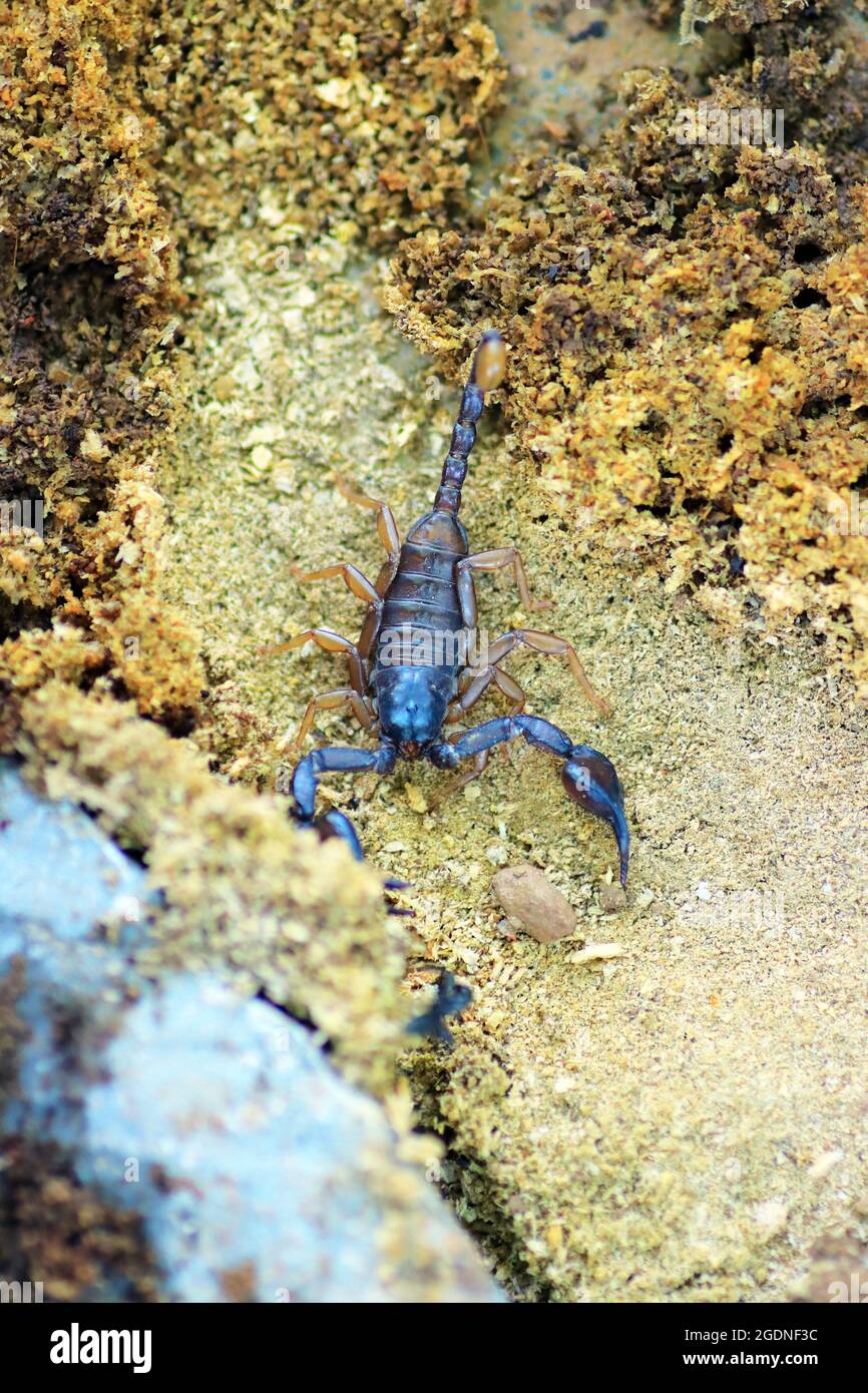 European yellow tailed scorpion - Euscorpius flavicaudis Stock Photo ...