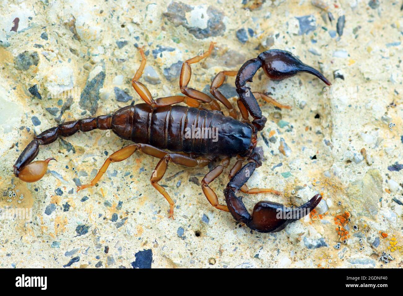 Yellow tailed scorpions hi-res stock photography and images - Alamy