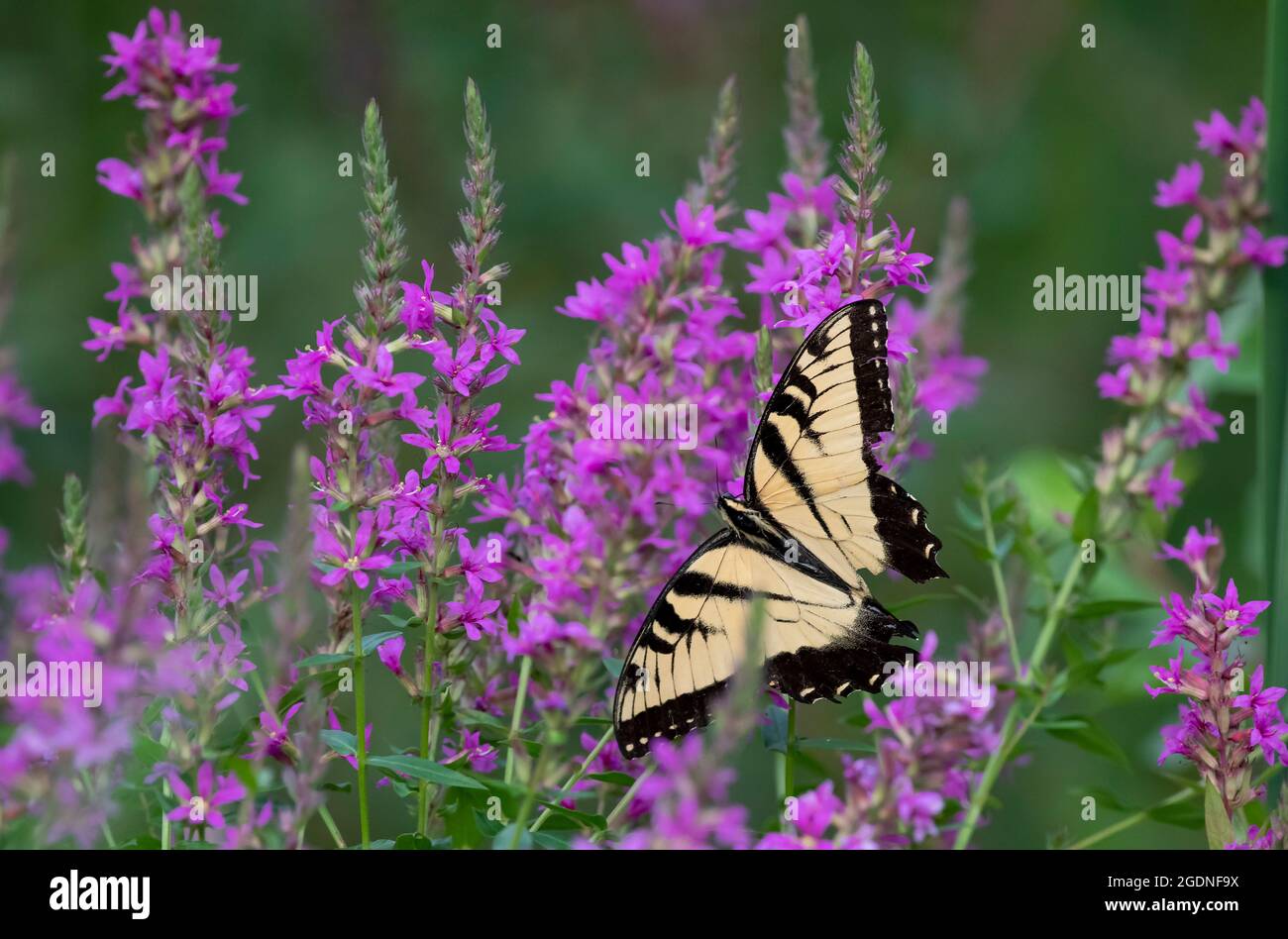 Pinckney, Michigan, USA. 13th Aug, 2021. A butterfly lands on an ...