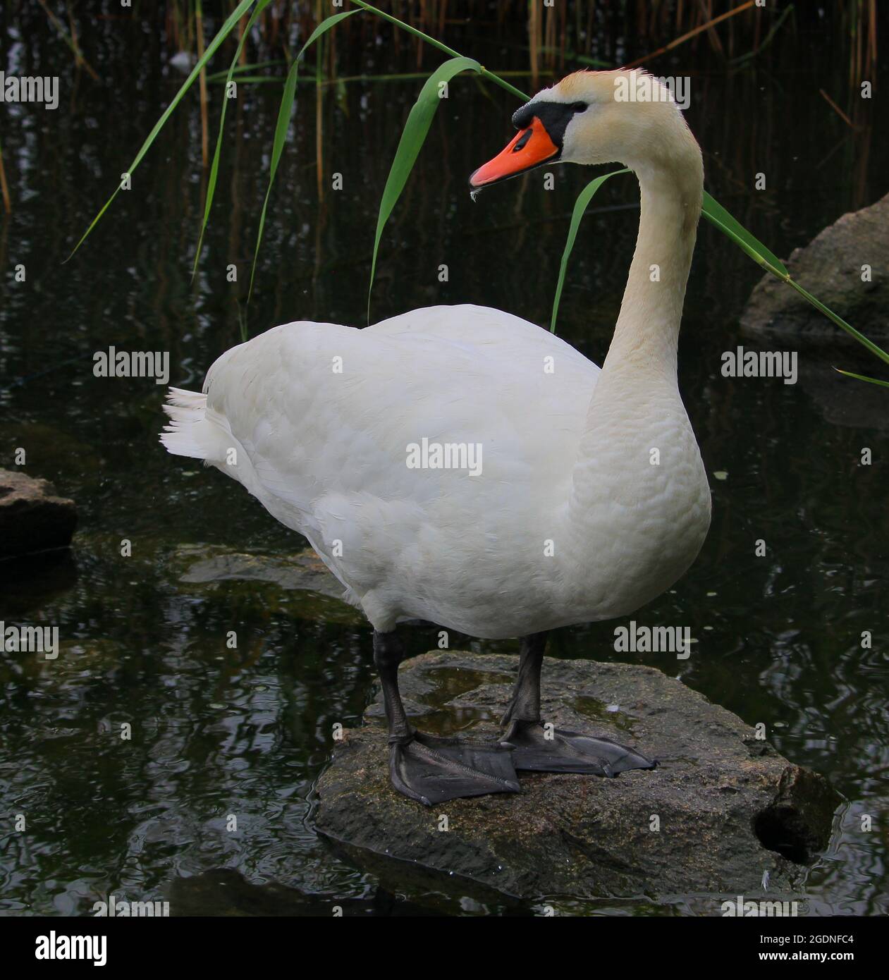 Cygnus animals hi-res stock photography and images - Alamy