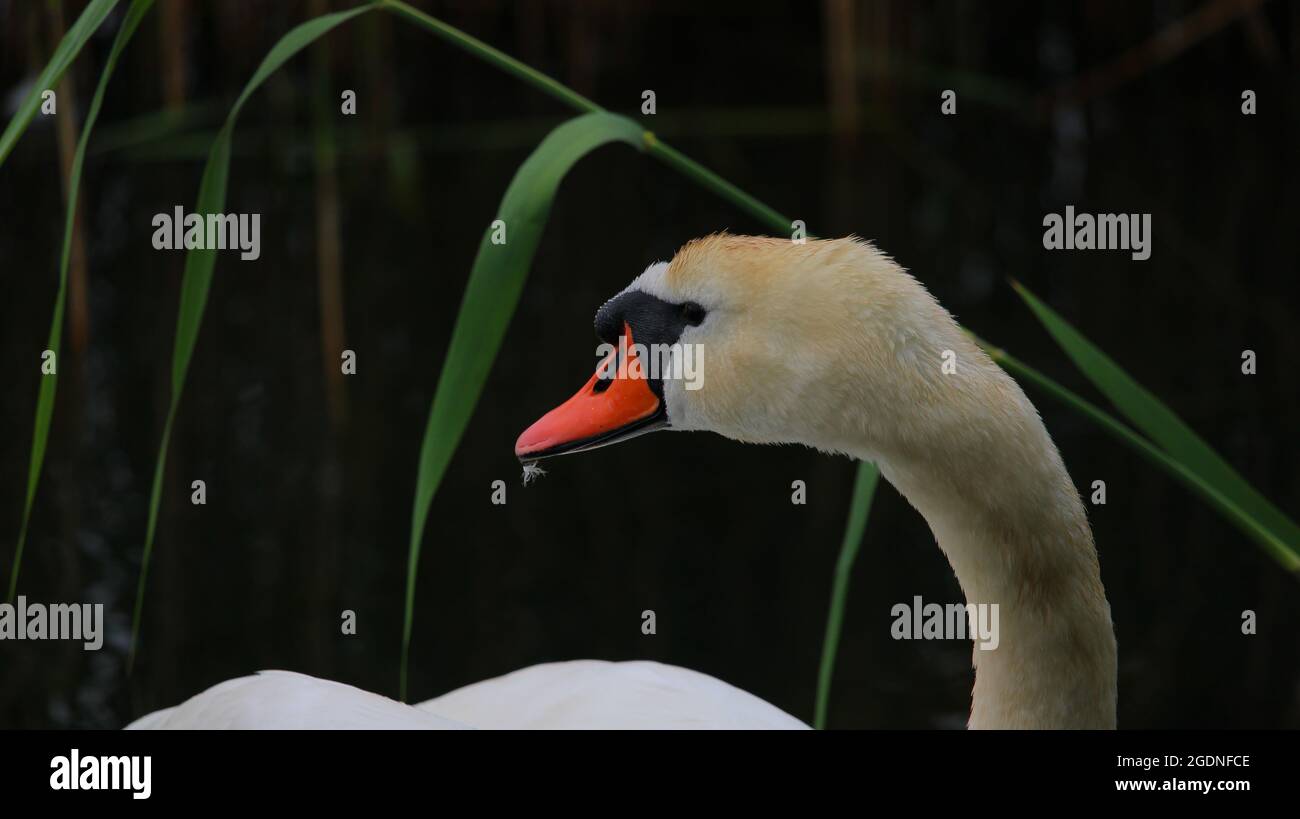 Cygnus animals hi-res stock photography and images - Alamy