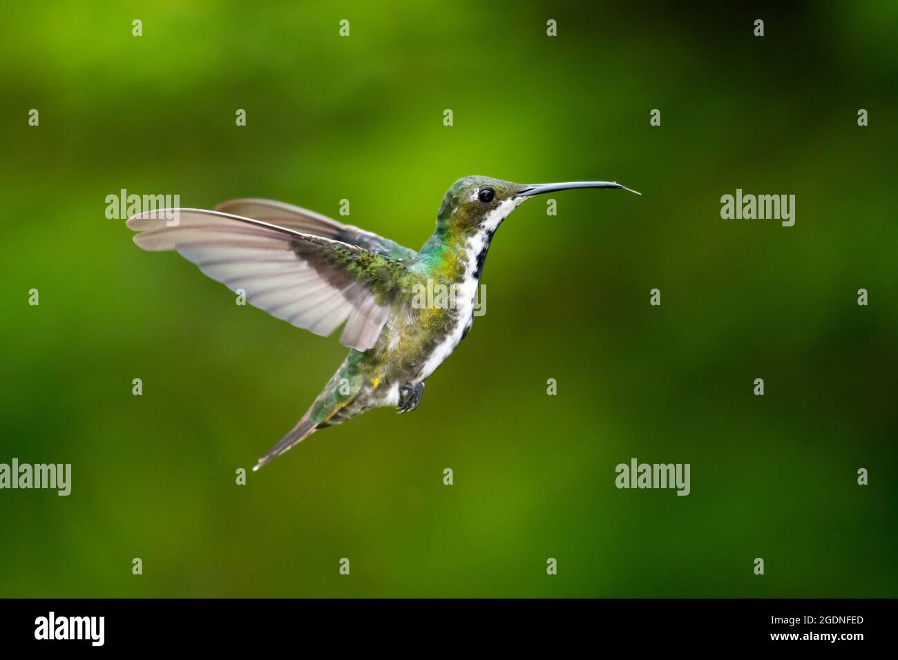 A female Black-throated Mango hummingbird (Anthracothorax nigricollis ...