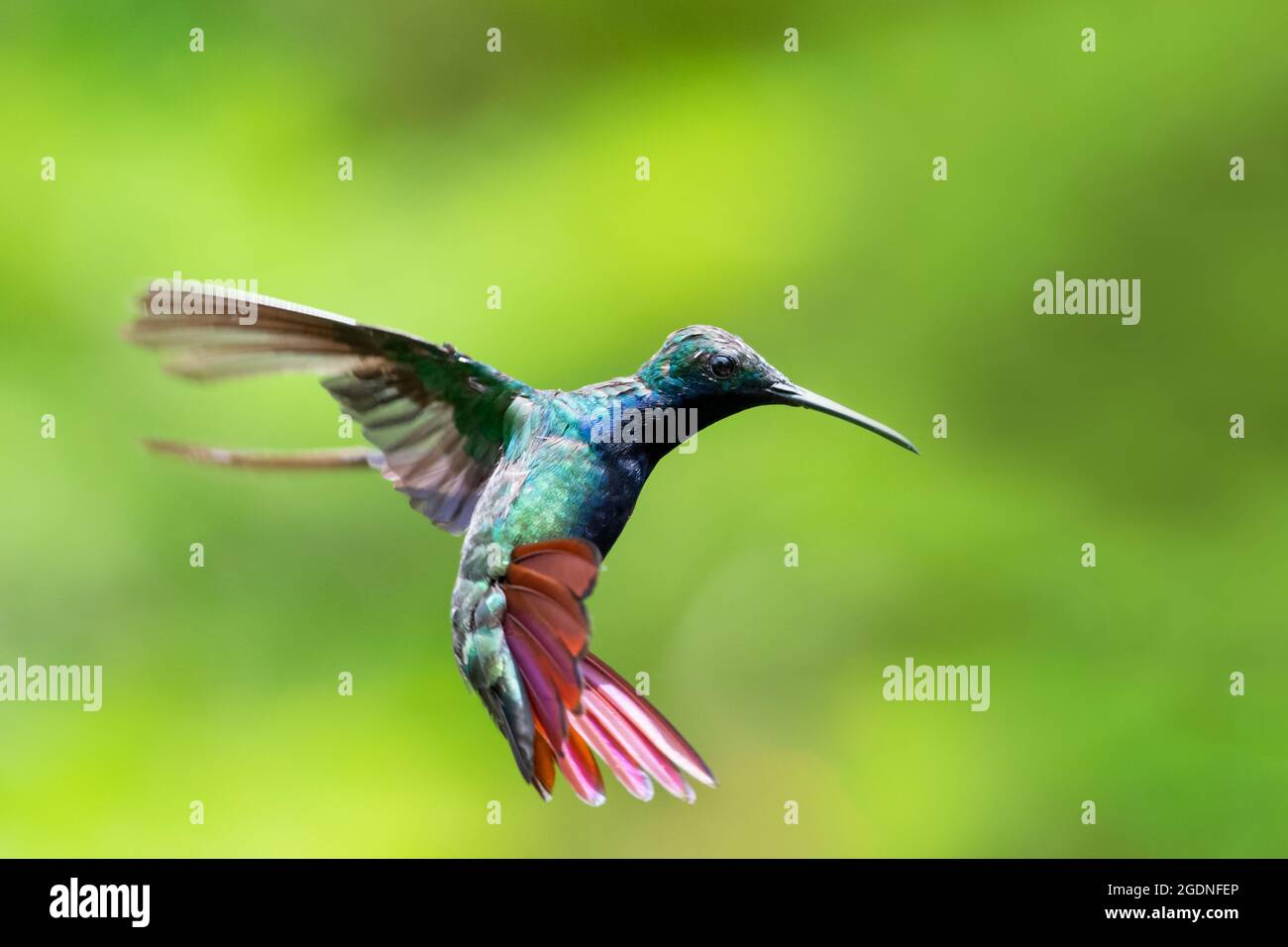 A Black-throated Mango hummingbird (Anthracothorax nigricollis ...