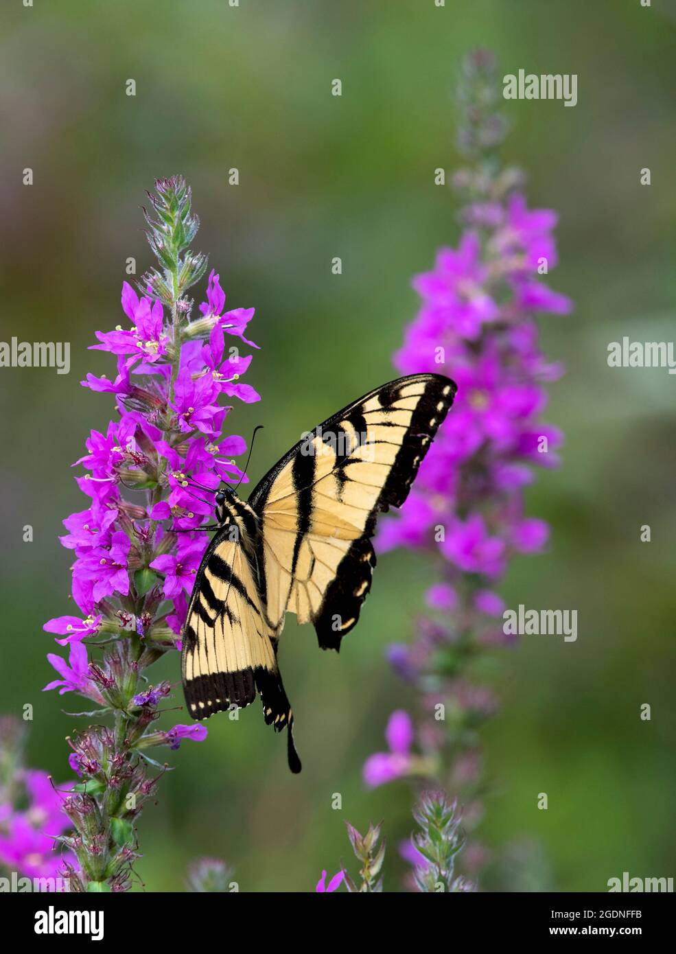 Pinckney, Michigan, USA. 13th Aug, 2021. A butterfly lands on an ...