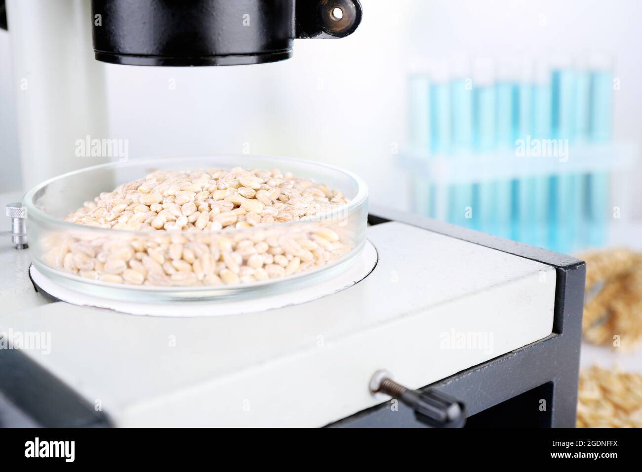 Microbiological testing for food quality at biochemistry laboratory ...