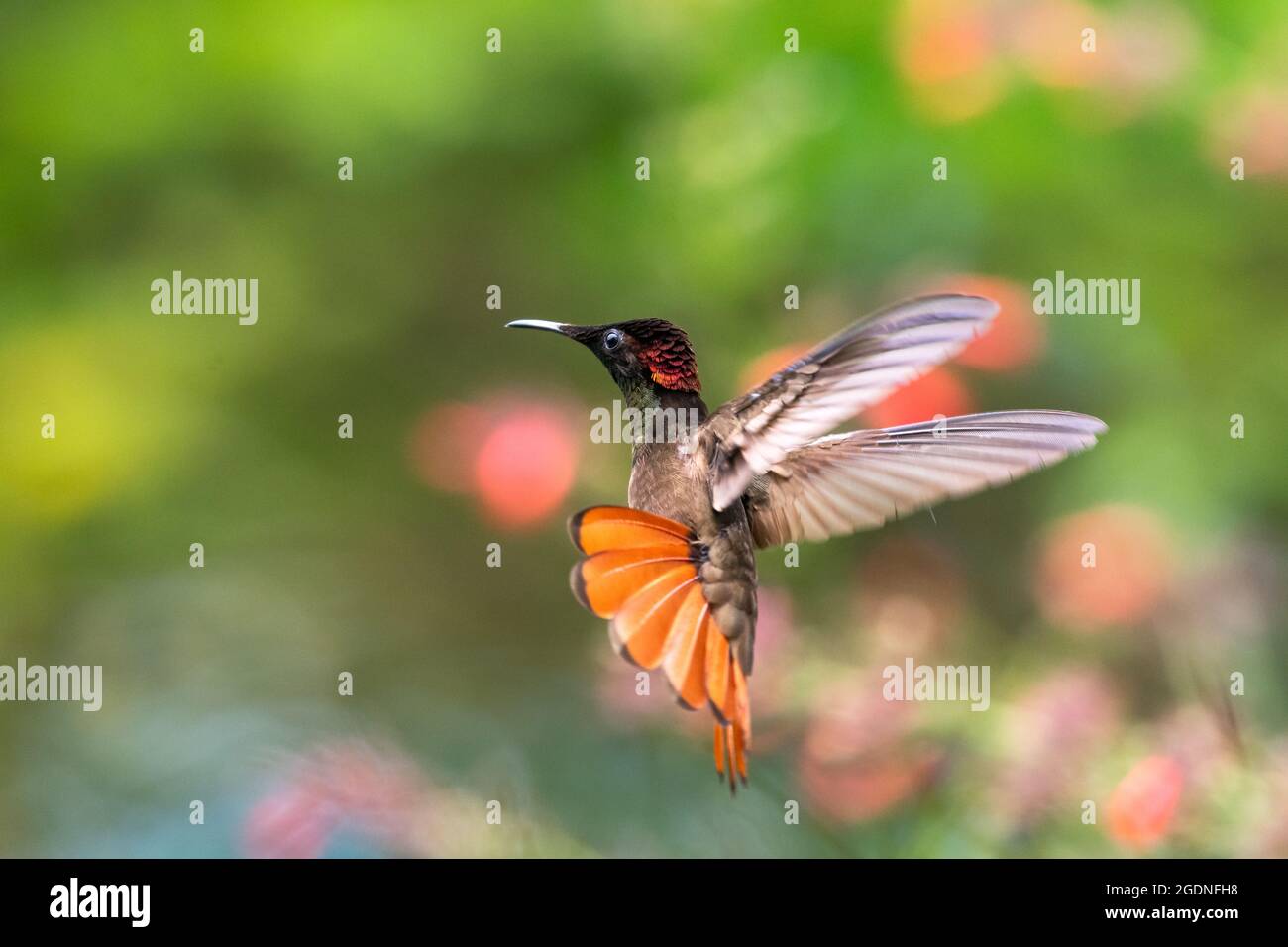 Hummingbird facing camera hi-res stock photography and images - Alamy
