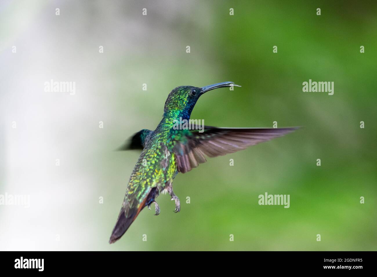 A Black-throated Mango hummingbird (Anthracothorax nigricollis) flying ...