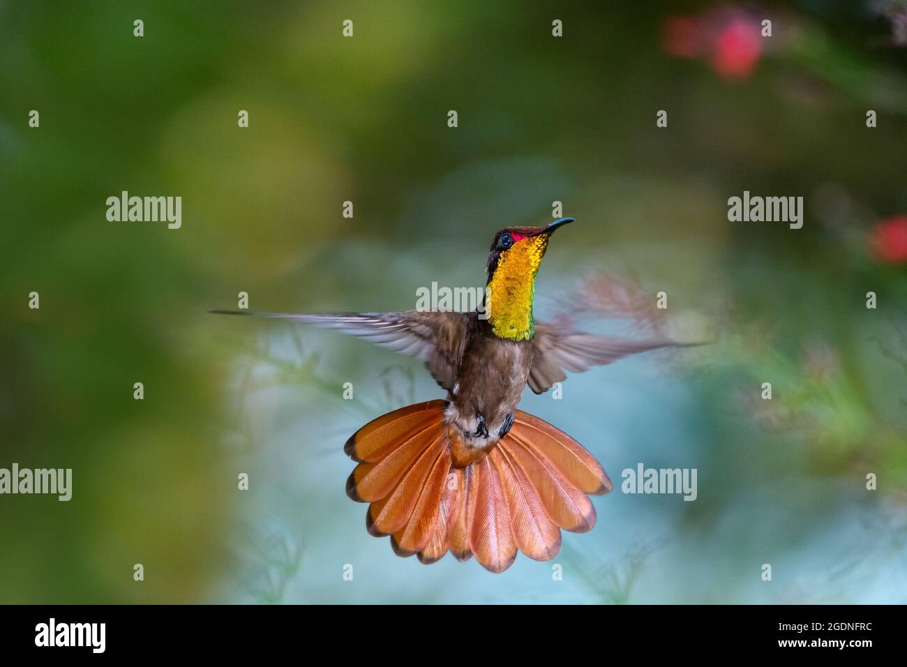 Tail spread hi-res stock photography and images - Alamy