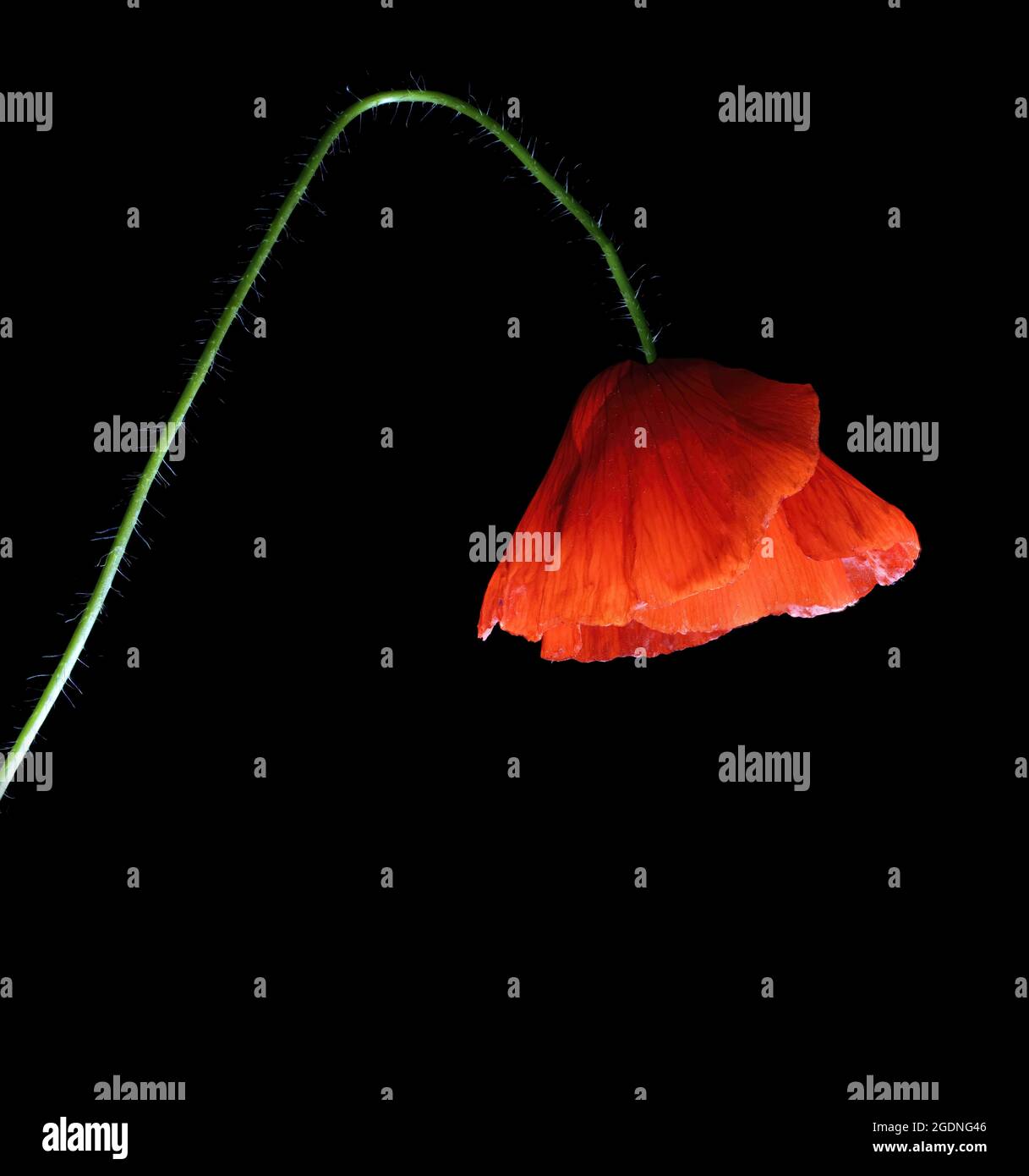 An isolated poppy with light from below looks like a lamp on black ...