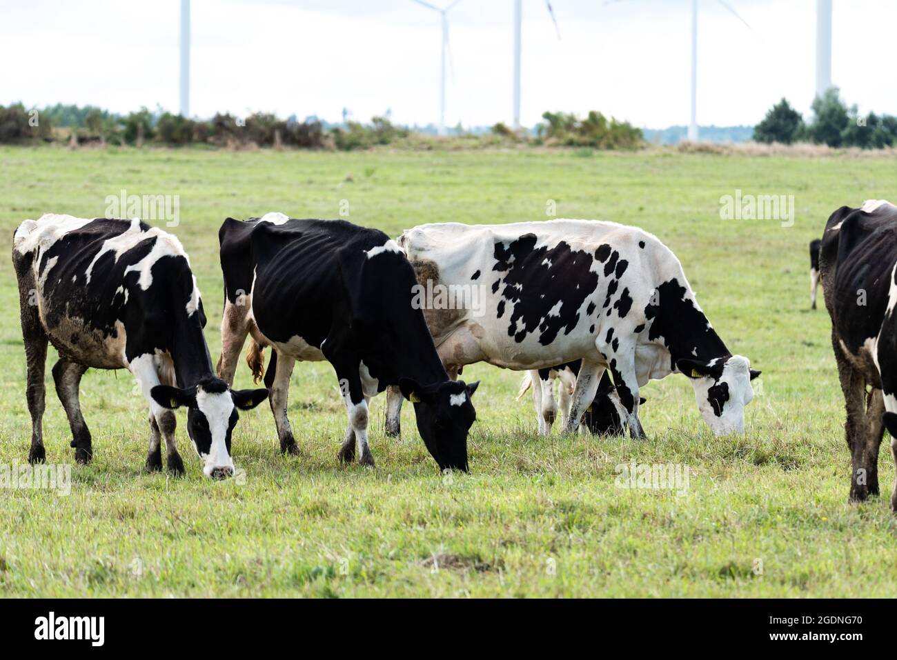 Spotted cows on a green pasture. Animal husbandry on the farm. Cows fed ...